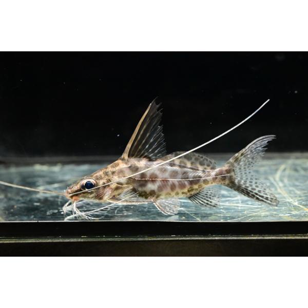 Synodontis albertiコンゴ便で入荷する人気のシノドンティス。最大15cm程で、性格もきつくなく、シノドンティスの中では混泳しやすい種です。伸長する背鰭も格好良い！いつもはもっと小さいサイズで入荷しますが、今回は大きいサイズで...