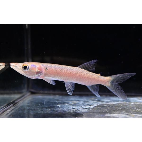 Hepsetus odoe人気のアフリカンカラシン！アフリカの牙魚といえばタイガーフィッシュですが、アフリカンパイクもかなり格好良いですよ！！最大サイズは水槽内で30cm前後で落ち着くので、飼いやすいのも魅力の一つ！体の柄も成長と共に美しく...