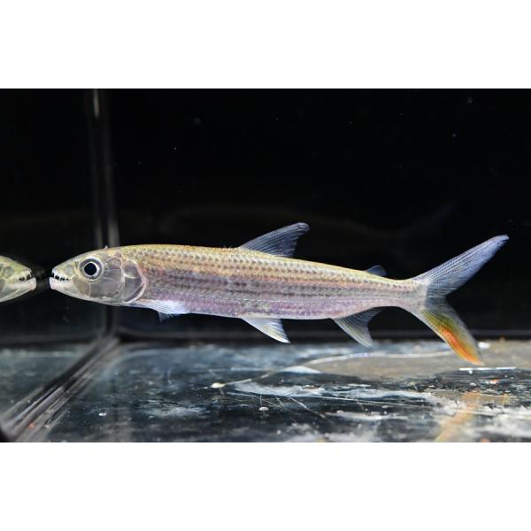 ナイジェリア便で入荷するスレンダー系のタイガーフィッシュ！このサイズだと細長くあまり格好良くないですが、大きくなると体高も出てきてかなり格好良くなりますよ！※画像の個体をお送りします