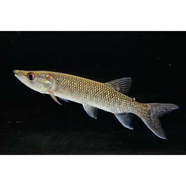 Hepsetus odoe人気のアフリカンカラシン！アフリカの牙魚といえばタイガーフィッシュですが、アフリカンパイクもかなり格好良いですよ！！最大サイズは水槽内で30cm前後で落ち着くので、飼いやすいのも魅力の一つ！体の柄も成長と共に美しく...