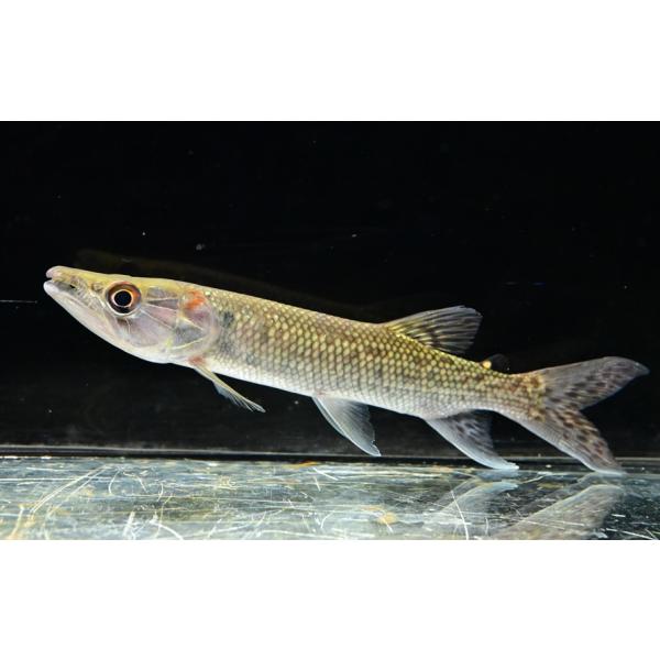 Hepsetus odoe人気のアフリカンカラシン！アフリカの牙魚といえばタイガーフィッシュですが、アフリカンパイクもかなり格好良いですよ！！最大サイズは水槽内で30cm前後で落ち着くので、飼いやすいのも魅力の一つ！体の柄も成長と共に美しく...