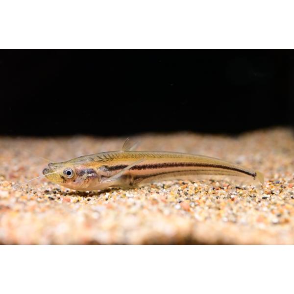 Belodontichthys dinema人気の牙ナマズ！今回は珍しくインドネシアから入荷です！タイ便の個体は結構大きいサイズで入ってきますが、インドネシアからは可愛いサイズで来ました！このサイズでも牙はしっかり生えてますね！メダカ、赤虫...