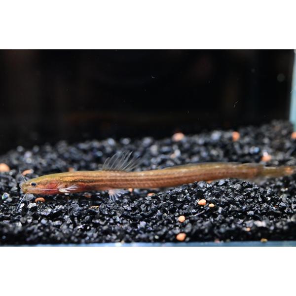 Olyra longicaudata最大10cm程の小型ナマズ！細長い体と独特な形状の尾鰭が魅力的！あまり流通しない種ですので変わったレアナマズが好きな方はお見逃しなく！！※画像は在庫の一部です