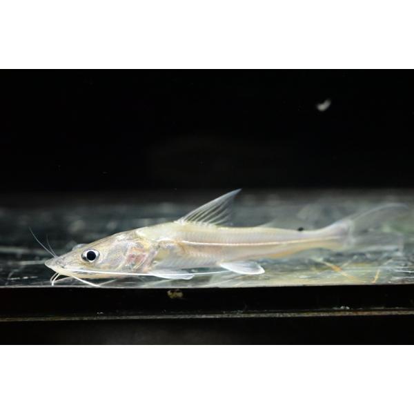 Sperata seenghala最大40cm程のインドのナマズ。成魚は南米の流線形ナマズのような格好良さがあります！頻繁に入荷のある種ではないのでナマズ好きの方は是非！※画像は入荷魚の一部です