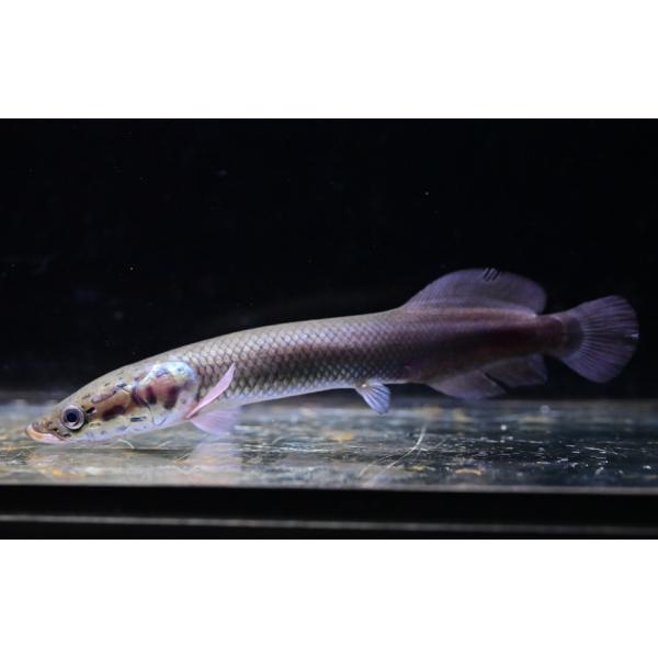 ペルー便のピラルクーです！小さいサイズで入荷することが多いですが、今回はそこそこ大きくしっかりした個体が来ましたよ！東南ブリードの個体と比べると頭の形や体型が綺麗な感じがします！ご存知の通り大きくなる魚ですので、しっかり飼いきれる方は是非ご...