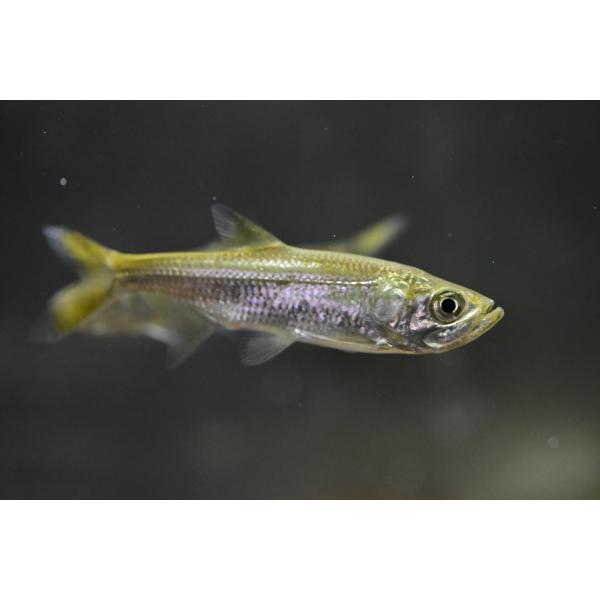 Megalops atlanticusアフリカ沿岸部から淡水域に生息するアトランティックターポン！日本でも採集可能なパシフィックターポンよりもスプーンヘッド気味で鱗の光沢も強いのがアトランティック！淡水で問題なく飼育でき、パシフィックよりも...