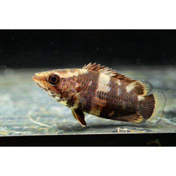 Ctenopoma weeksiiオキシリンカムで流通することもあるウィークシー！クテノポマの中では流通頻度の低い種です。落ち着いているときは中央の斑のみ出ていますが、威嚇時などはボディ全体に独特の柄が出ます。性格は大人しく混泳しやすい種。...
