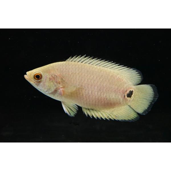 Ctenopoma kingsleyaeキングスレイで入荷したコンゴ便のクテノポマ！ナイジェリア便で入荷する個体とはちょっと違う感じ。特に柄もなくシンプルな見た目ですが、顎下から腹部は光沢のある白い鱗になり意外と綺麗！最大15-20cm程と...