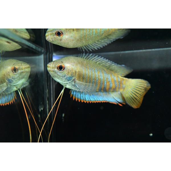 Colisa fasciata最大12cm程の少し大きくなるグラミー。ワイルド個体が来てたので久々に入荷！綺麗です。※画像は入荷魚の一部です