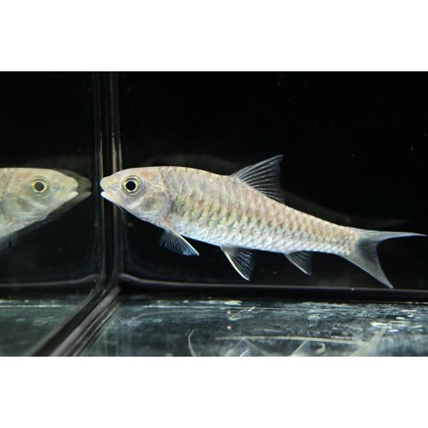 ミャンマー国境付近の洞窟の外で採集されたトール！ブルーフィン系のトールのようです。実際どうなるかは育ててみるしかないです！コイ好きの方は是非！特価です。※画像は入荷魚の一部です