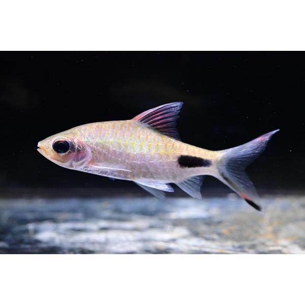 Dawkinsia apsaraアッシミリスによく似たアプサラ！目の周りがブルーや紫に発色する点はマスカラバルブと一緒です。アプサラは頭部から吻先にかけて赤くなり、体側に赤いスポットが出るようです。アッシミリスでもそういう発色する個体はいま...