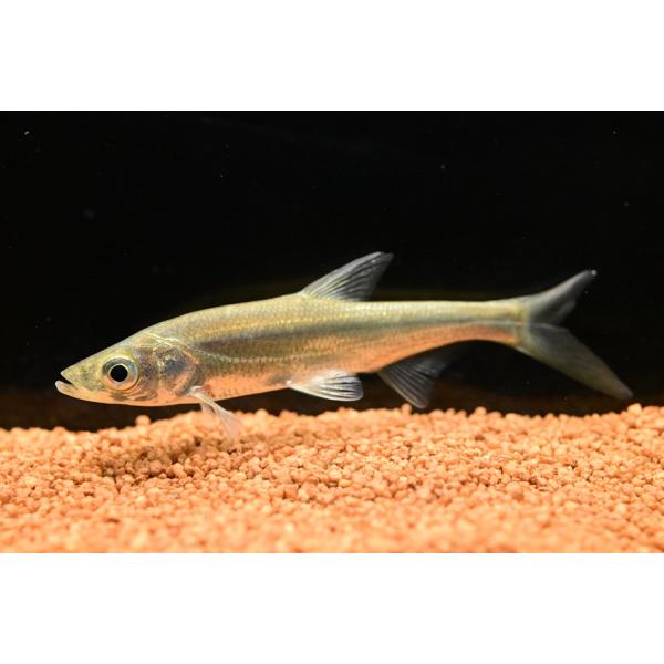 Ancherythroculter wangi最大25cm程のあまり大きくならないカワヒラの仲間！飼いやすくて良いサイズ！ワンギであれば鰭は赤くなるようです。魚食性も強くメダカも食べますが、普通に人工飼料も食べます。※画像は入荷魚の一部です