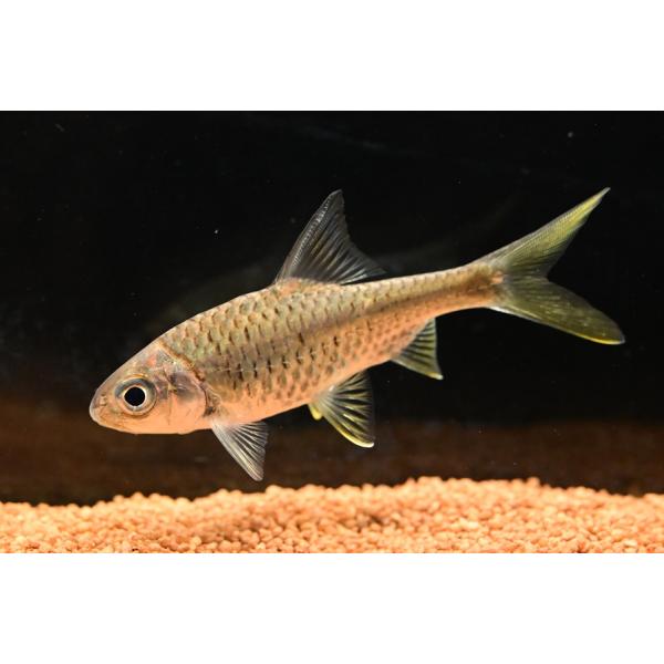 Mystacoleucus marginatus最大20cm程のバルブ。イエローフィンバルブみたいな雰囲気で鱗はギラギラ！顔は丸っこく可愛らしいです。※画像は入荷魚の一部です