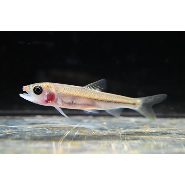 中国便のスケルトンコウライハス！綺麗に透けてます！１匹くらい混ぜて泳がせたら面白いかもしれませんね。※画像の個体をお送りします