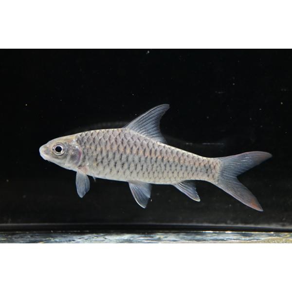 Labeobarbus sp. Malagarasiタンザニアから来るかなり綺麗なコイです！今回小さいサイズで入荷しました。少し小さいのでまだ青みは出ていませんが、尾鰭は赤くなっています。もう少し大きくなると他の鰭は青い発色が出始めますよ！...