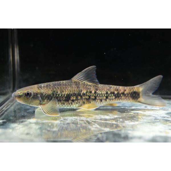 Pseudocrossocheilus nigrovittatusインボイスはこれで入荷していますが、合っているかは分かりません。シュードクロッソケイルスの1種で鱗がメタリックに輝き綺麗です！余り泳ぎ回らず底で大人しくしています。※画像は入...