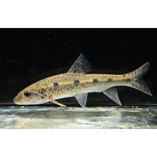 Belligobio nummiferベリゴビオの１種！金色っぽいボディにスポットが入ります。他の魚にちょっかいをかける様子もなく、混泳はしやすそうです。※画像は入荷魚の一部です