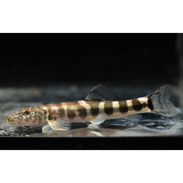 Schistura tigrina金色っぽいボディにバンドが入る綺麗なスキストラ！おすすめです！※画像は入荷魚の一部です