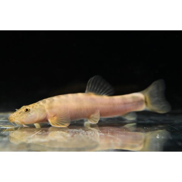 Schistura macrotaeniaマクロタエニアのインボイスで入荷してます。太短い体型が可愛らしいスキストラ！※画像は入荷魚の一部です