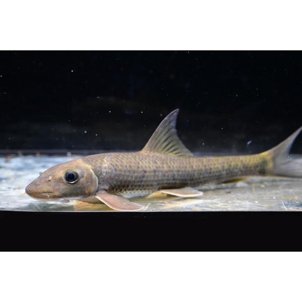 Ageneiogarra imberbaスレンダーボディに可愛い顔つきの珍しいガラの仲間です！性格は悪くなく混泳しやすいですよ！最大34cm程。※画像は入荷魚の一部です