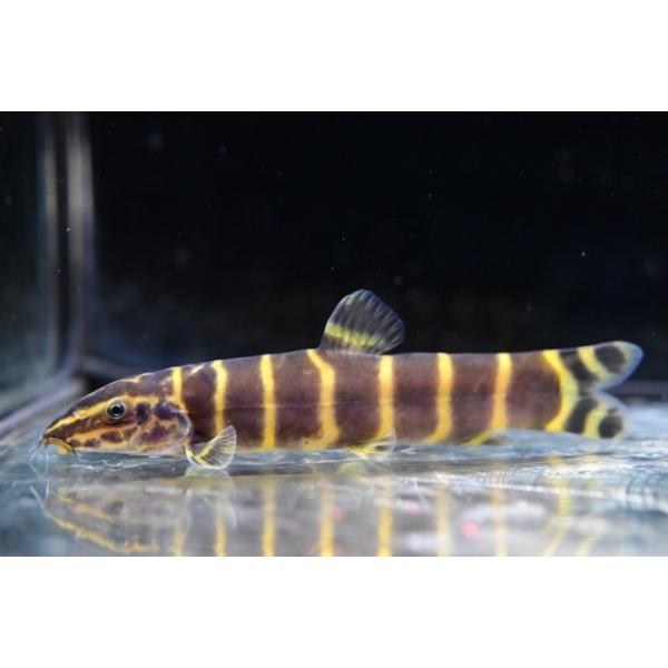 Sinibotia reevesae黒いボディに黄色いバンドが美しい中国にシニボティアの1種！※画像は入荷魚の一部です