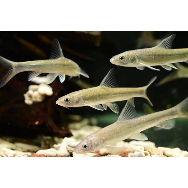 Luciobarbus brachycephalus細身の体型が格好良い大型のコイ！アルビノ個体が多く出回りますが、今回は珍しくノーマルです！※画像は入荷魚の一部です