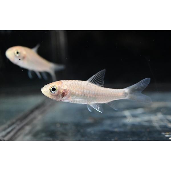 Neolissochilus stracheyi鰭が青くなるブルーマハシールの幼魚。久々の入荷ですが、今回はかなり小さいです。飼育自体は容易ですのでここから頑張って大きくしましょう。※画像は入荷魚の一部です