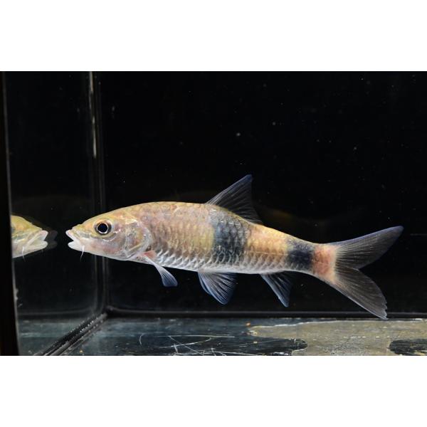 Hampala bimaculataボルネオ島北部産のハンパラの1種。自然下では最大50cm程になるようです。ハンパラは魚食性が強いので、小さい魚との混泳気をつけてください。なかなか入荷のないレアなハンパラ！※画像の個体をお送りします