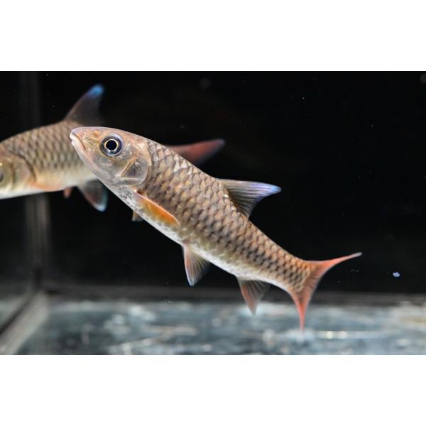 Labeobarbus sp. Malagarasiタンザニアから来るかなり綺麗なコイです！各鰭は赤く、胸鰭以外は青い発色も見られます。成魚はかなり派手で良いコイですので、ここからじっくり大きくしていきましょう！※画像は入荷魚の一部です