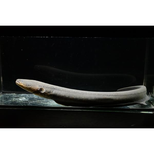 Electrophorus variiペルー便のデンキウナギ！バリィ種です。デンキウナギとしては最も定番種ですが、頻繁には入荷がなく、大きいサイズはなかなか入荷がありません。小さいサイズはデリケートでちょっと飼育難度が高いんですが、このくら...