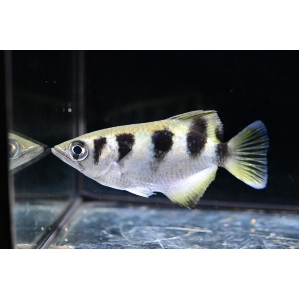 良いサイズのアーチャーフィッシュ！アーチャーフィッシュで入荷してもセブンスポットアーチャーの確率がとても高く、意外とノーマルのアーチャーは少ないです。※画像は入荷魚の一部です