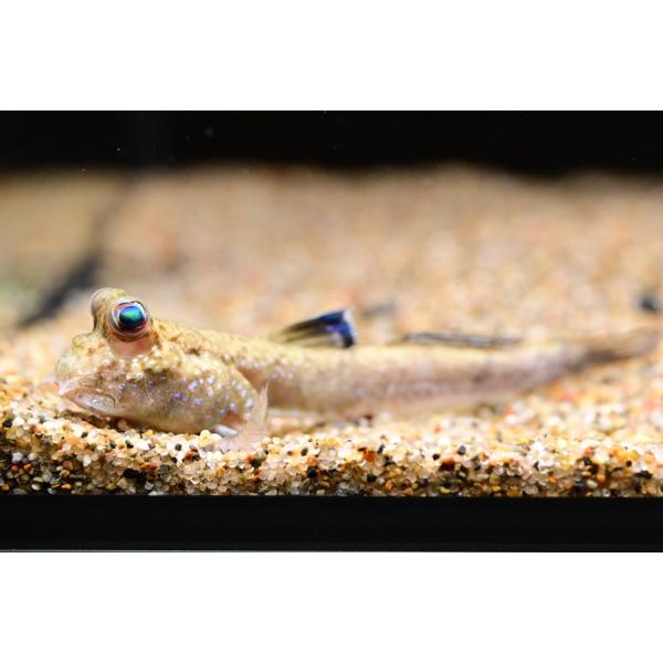 Periophthalmus barbarusアフリカの大型トビハゼ！メタリックブルーのスポットが頭から体にかけて入り、青い背鰭が魅力的！基本的に水から出たがるので陸地は必須！現在は0.3％の薄い汽水で管理してます。少し小さい分いつもよりリ...