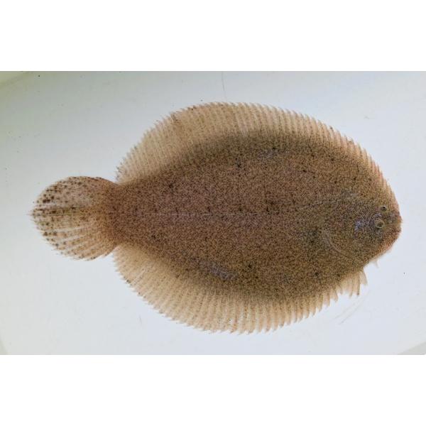 Achirus erransペルー産の純淡水カレイ！このエランス種は淡水カレイの中でも比較的大型になり自然下で30cm程に育ちます。淡水カレイは汽水での飼育が望ましい種が多い中、ペルーのエランス種は淡水域に生息しているので塩は必要なし！pH...