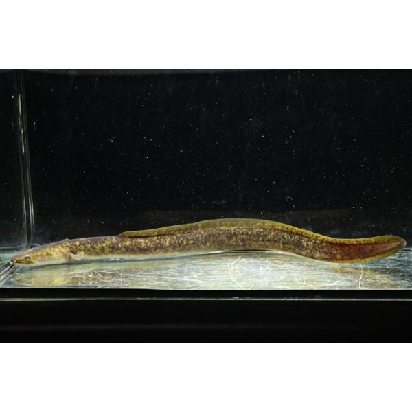 Anguilla marmorata沖縄産のオオウナギです。自然下では1.5ｍにもなる大型のウナギ。ボディの柄も綺麗で格好良いですね！小さすぎない良いサイズで入荷してます。※画像は入荷魚の一部です