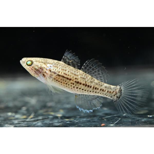 Dormitator lophocephalusスリナムに生息するドルミテーターゴビーの1種。この種しかいないようです。最大9cm程の小型種らしいですが、データが全然ないので合っているか分かりません。ハゼマニアの方は是非！※画像の個体をお送...