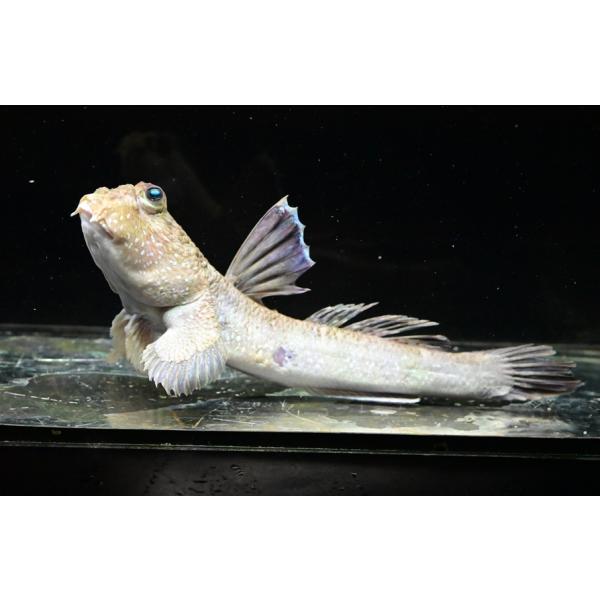 Periophthalmodon schlosseriインドネシアのジャイアントマッドスキッパー！インパクト大！最大30cm程の大きいハゼです。若干塩入れて管理した方が良いようで、0.2-0.3％の塩分濃度で管理しています。鰭裂けがあります...