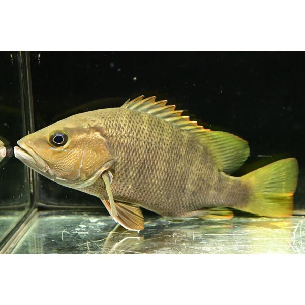 Lutjanus goldiei久々のパプアンバス！今回はサイズもちょっと大きく格好良いですね！右側の鰓蓋が少し短いので難あり価格になっています。そこまで気にはならないと思いますが、再生はなさそうですね。自然下では最大1ｍにもなるフエダイの...
