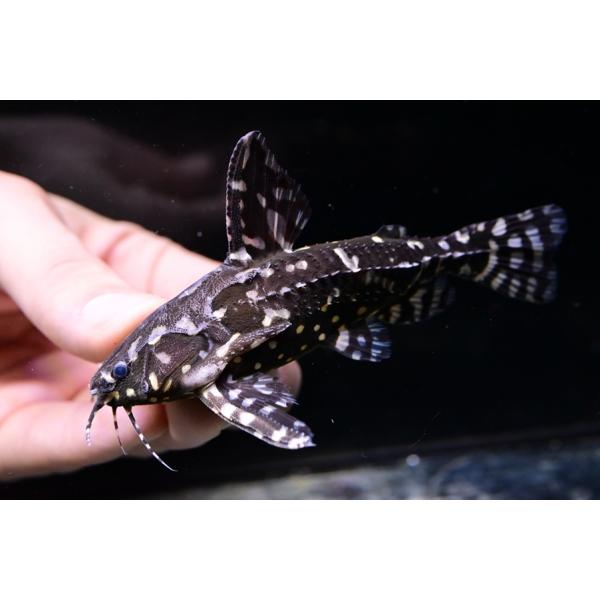 ブラジル、タパジョス川上流域のテレスピレス川産サンダーアカンソ！タパジョス水系の個体はかなり久々です。しかも今回はかなり上流の個体。ネグロ水系やアレンカー等からもこのサンダーアカンソや〜ヨシドラスの名前で入ってくるドラス。正確にはアカンソで...