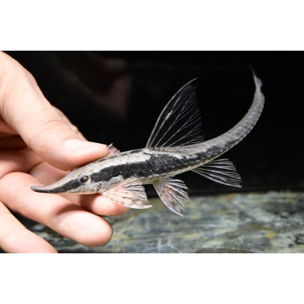 Sturisoma nigrirostrumペルー便で入荷するストリソマです！比較的丈夫で飼いやすいですよ！今回サイズ大きく格好良いです！※画像は入荷魚の一部です