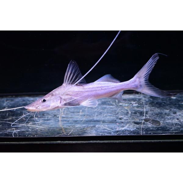 Brachyplatystoma vaillantiiスリナムのピラムターバが少数入荷！今年は大きめサイズでの入荷です。最大60cm程で、飼育下ではもう一回り小さい飼いやすい南米ナマズ。光沢のあるボディも魅力的で、突撃も滅多にしないのでこの...