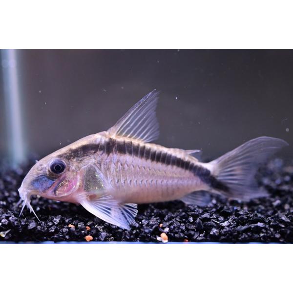 通常のアークアタスよりも大きくなるブラジル産のスーパーアークアタス！目の下のメタリックブルーが綺麗ですね！※画像は入荷魚の一部です