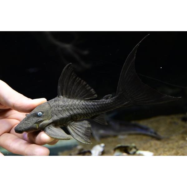 コロンビア便で入荷する人気のブルーアイプレコ！入荷サイズとしては少し小さい個体です。尾鰭は大きく、体色も黒っぽい個体をセレクトしてます！飼育下ではそんなに成長しませんので、このくらいのサイズでコレクションしている方におすすめ！※画像の個体を...