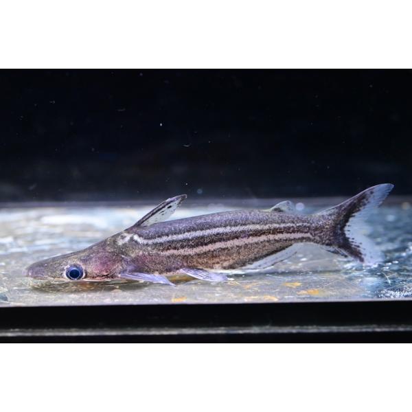 Ageneiosus lineatus久々の入荷です！性格は大人しいですが、口に入る魚は食べてしまうので混泳する際は注意！扁平な頭が良いですね！かなりおすすめです！！※画像は入荷魚の一部です