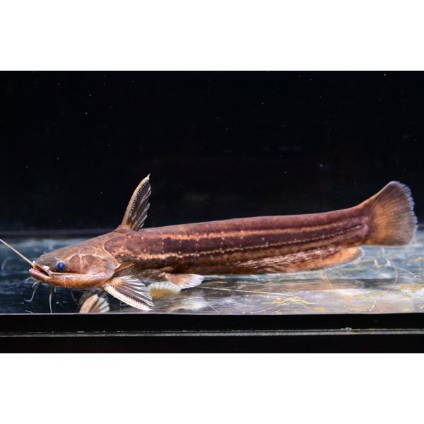 Trachelyopterichthys taeniatusペルー産のストライプウッドキャット！大きいサイズでの入荷です！顔つきはウッドキャットって感じですが、ボディはにょろにょろ系の変わった見た目が魅力的なナマズ！ほぼMAXサイズだと思い...