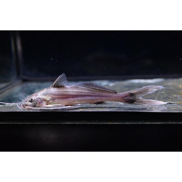 ツートンカラーが特徴的なハーフブルーバック！！ピニランプス系として入荷するナマズの中ではスポッテッドの次にポピュラーな種です。ただ、最近は入荷が減っているので昔ほど見かけなくなった気がしますね。意外と大きくなる種が多いんですが、ブルーバック...