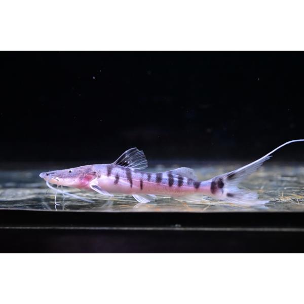 人気のゼブラキャット！そこまで小さくないので飼い始めるには良いサイズです。バンドはこれから出てきますので、その変化も楽しめますね！最近のゼブラキャットはみんなマディラ産みたいに綺麗なバンドになることがほとんど。シーズンものですのでお探しの方...