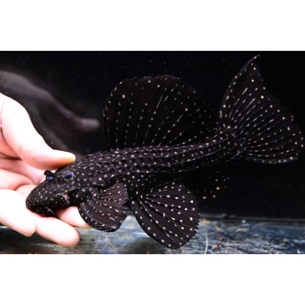 Pseudacanthicus sp.新産地のミッドナイトドラゴン！ミッドナイトドラゴンと言っても他の産地の個体と比べると細長いスレンダーな体型で背鰭も長く、頭部は少し小さくセルラータスとは雰囲気が異なります。産地差といえばそうなのかもしれ...