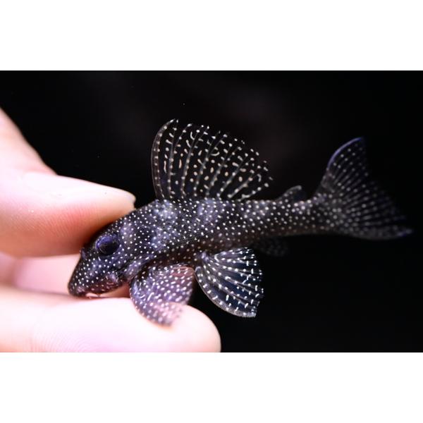 L-262タパジョス川に生息する美しいプレコ！クイーンアラベスクタイガーの柄違いといった感じの見た目。現状でも十分綺麗ですが飼い込むほどスポットがよりはっきりしてさらに魅力が増します。こういう細かいスポット柄のプレコは結構いますが、このタパ...