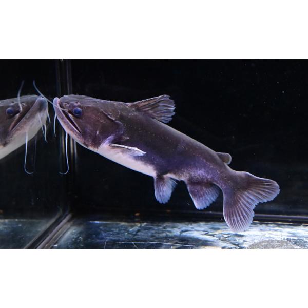 Asterophysus batrachusちょっと大きいサイズのバトラクスキャット！体型もしっかりしていて餌食いも良いです。大きいサイズの魚も食べてしまいますので混泳は難しいですが、同種間で混泳は問題ありませんので複数飼いがおすすめ！最大...