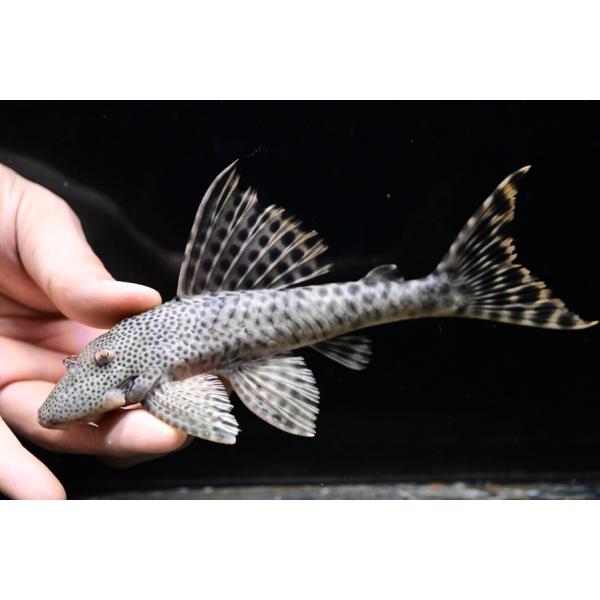 コロンビア便で入荷するオレンジビッグスポットペコルティアっぽい雰囲気のあるトロンべタス水系産のプレコが入荷！このプレコを見たときRio cachorroはネグロ水系なんだろうなと思ったんですが、まさかのトロンべタス水系でした。※トロンべタス...